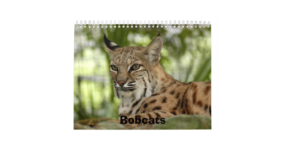 BobcatBCR032, Bobcats Calendar | Zazzle