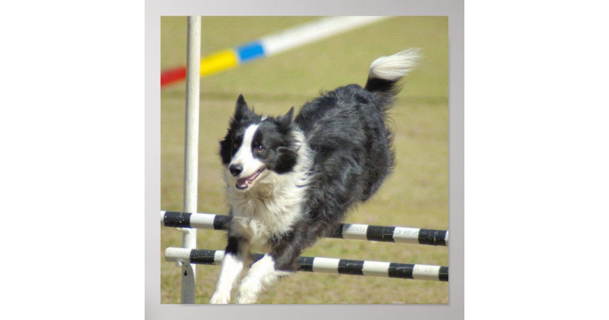Border Collie Agility Poster | Zazzle