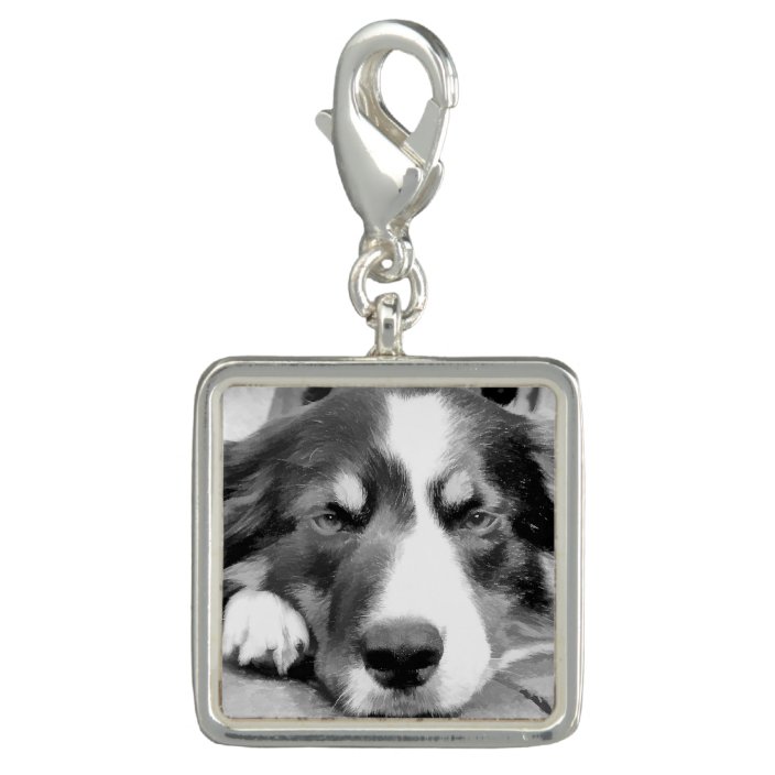 BORDER COLLIE CHARM | Zazzle.co.uk