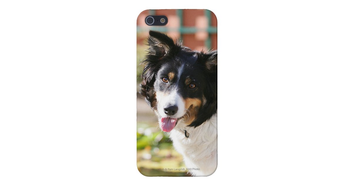 Border Collie Panting 1 iPhone Case | Zazzle