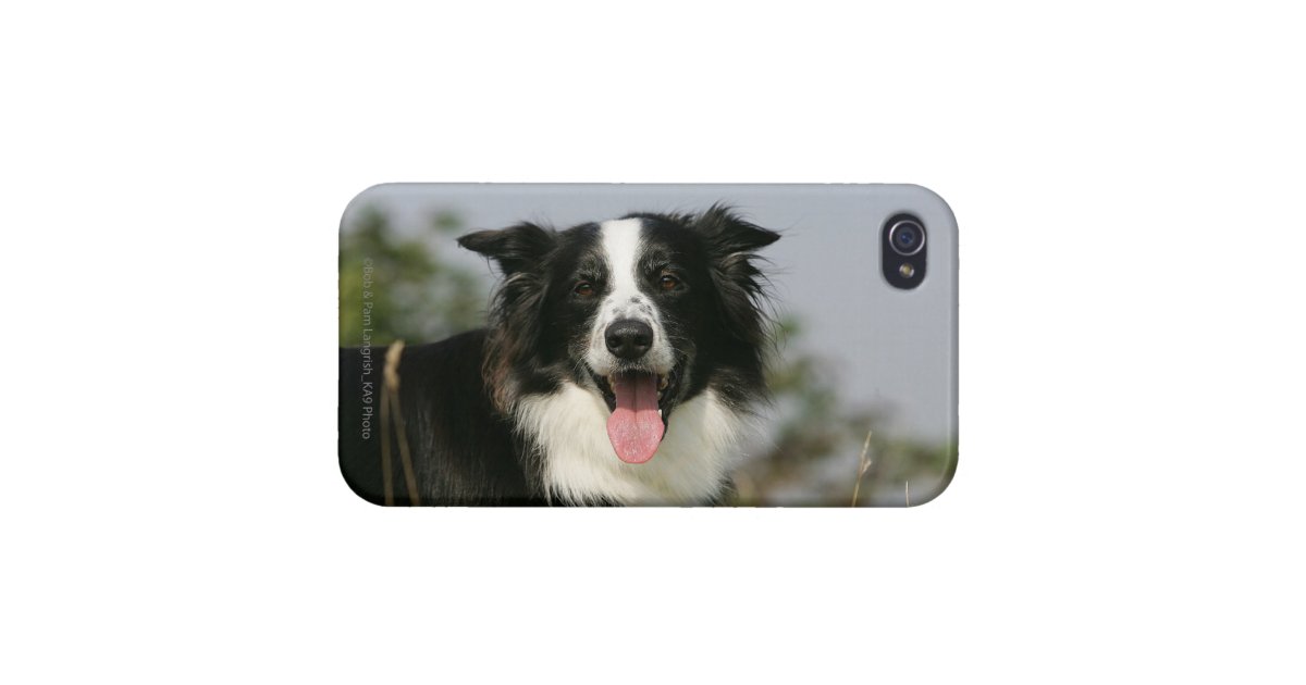 Border Collie Panting Headshot 1 iPhone Case | Zazzle