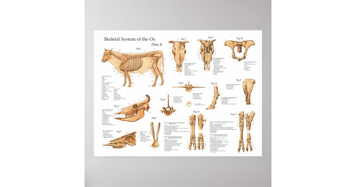 Bovine Cow Skeletal Anatomy Poster | Zazzle