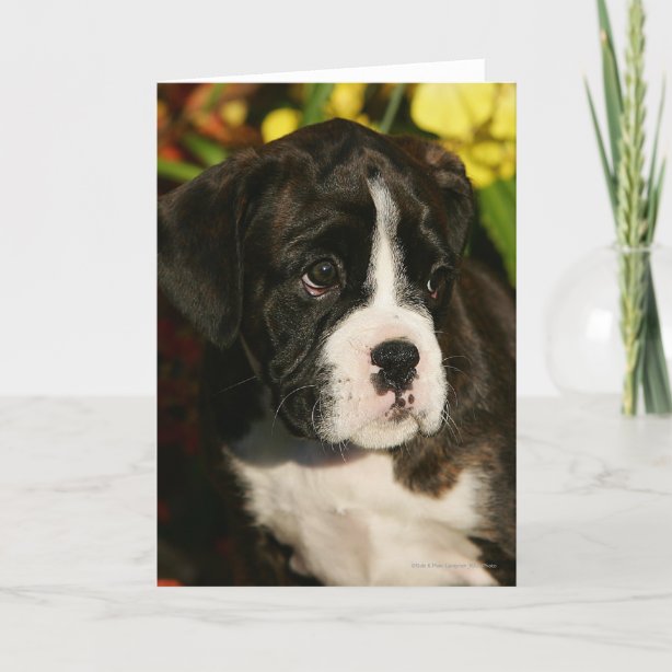 Boxer Dog Cards | Zazzle UK