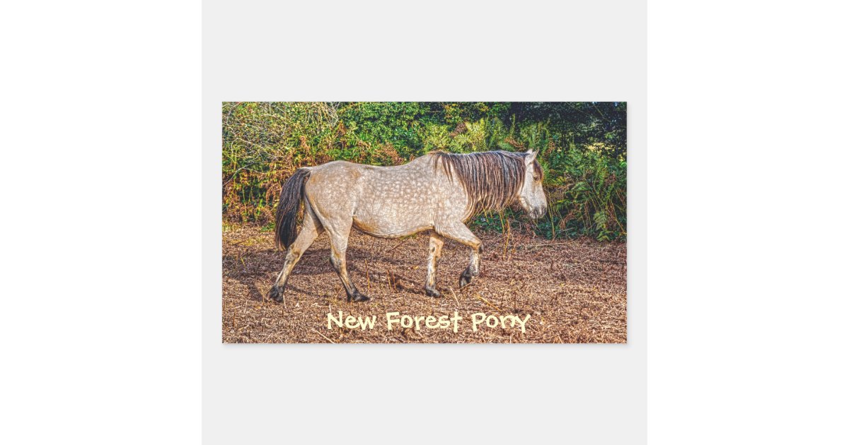 Buckskin New Forest Pony Wildlife Rectangular Sticker | Zazzle