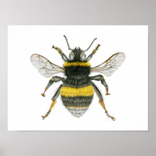Bumble Bee Poster Print | Zazzle.co.uk