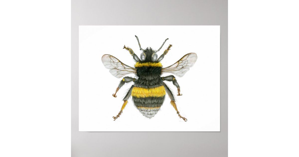 Bumble Bee Poster Print | Zazzle