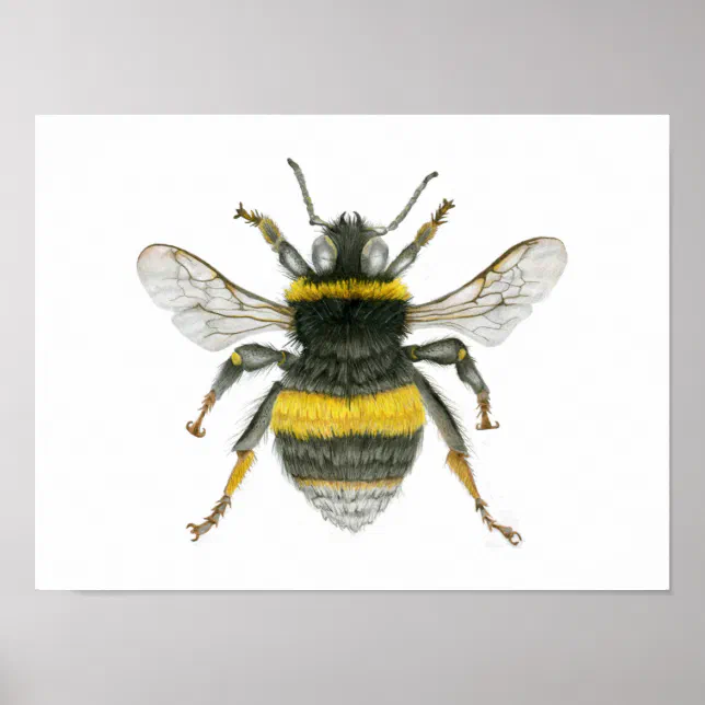 Bumble Bee Poster Print | Zazzle