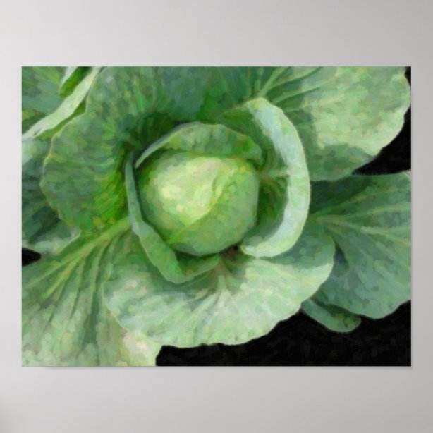 Cabbage Posters & Prints | Zazzle UK