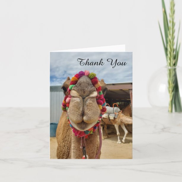 Camel Thank You Cards | Zazzle UK