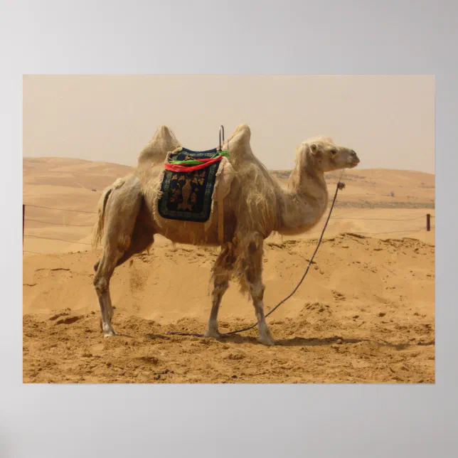 Camel in the desert poster | Zazzle