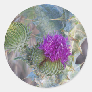 Thistle Stickers | Zazzle.co.uk