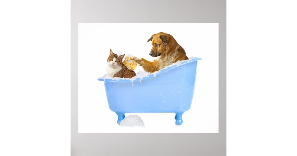 Cat- Wash Poster | Zazzle