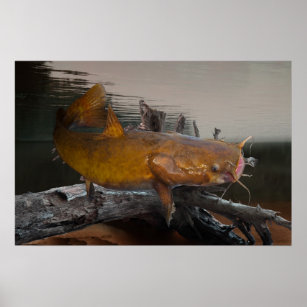 Catfish Posters & Prints | Zazzle UK