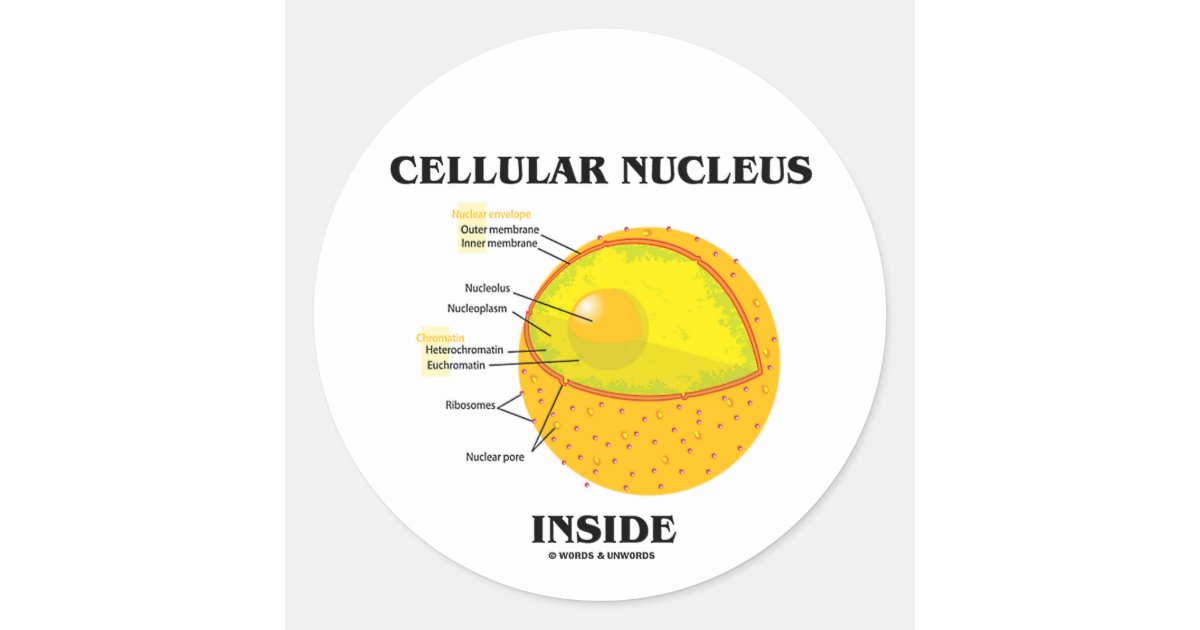 Cellular Nucleus Inside (Cell Biology) Classic Round Sticker | Zazzle