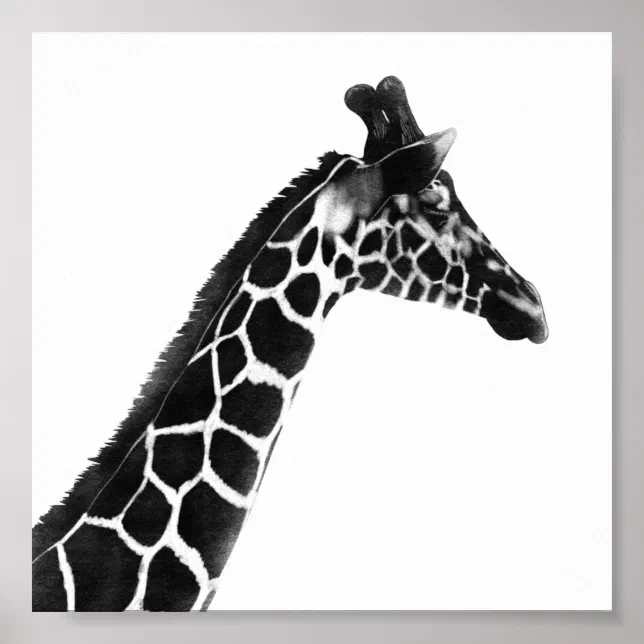 Charcoal Sketch Giraffe Poster | Zazzle
