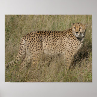 Cheetah Posters | Zazzle.co.uk