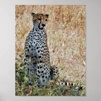 Cheetah Posters | Zazzle.co.uk