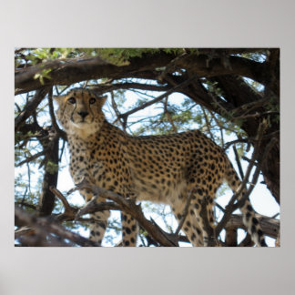 Cheetah Posters | Zazzle.co.uk
