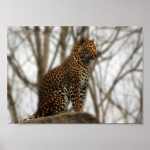 Cheetah Posters & Prints | Zazzle UK