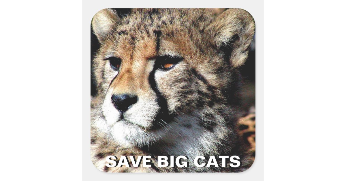 Cheetah Sticker | Zazzle