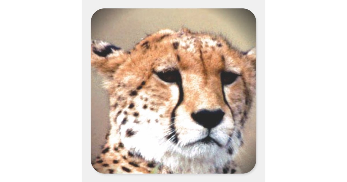 Cheetah Tear Marks Hakunamatata Square Sticker | Zazzle