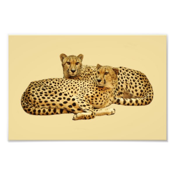 Cheetah Posters & Prints | Zazzle UK