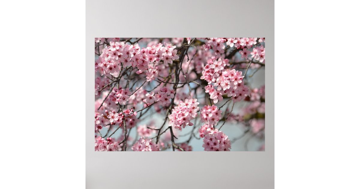 Cherry Blossom Tree Poster | Zazzle