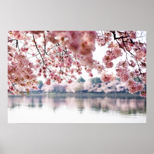 Cherry Blossoms Poster | Zazzle.co.uk