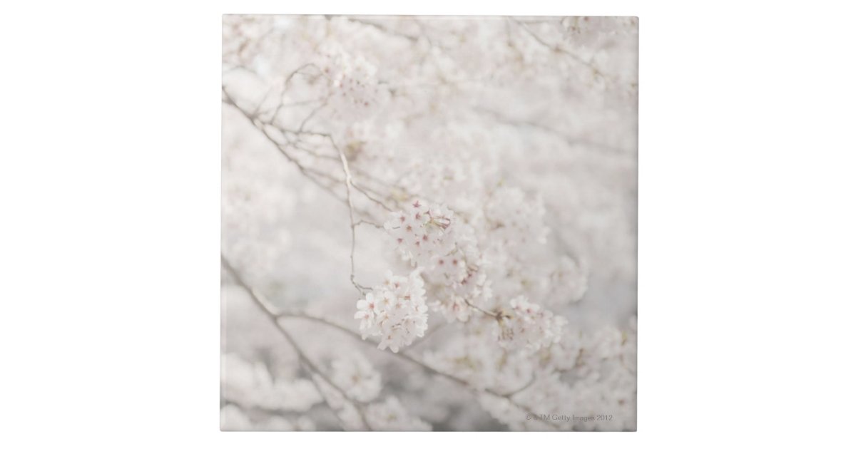 cherry blossoms tile | Zazzle
