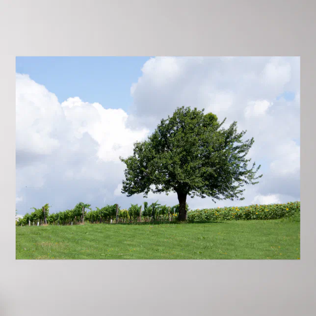 Cherry Tree In Summer Poster | Zazzle