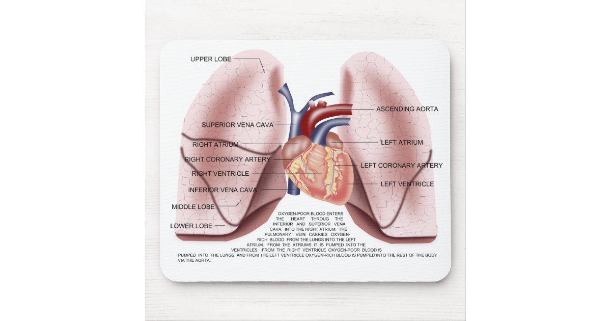 Chest anatomy mouse pad | Zazzle