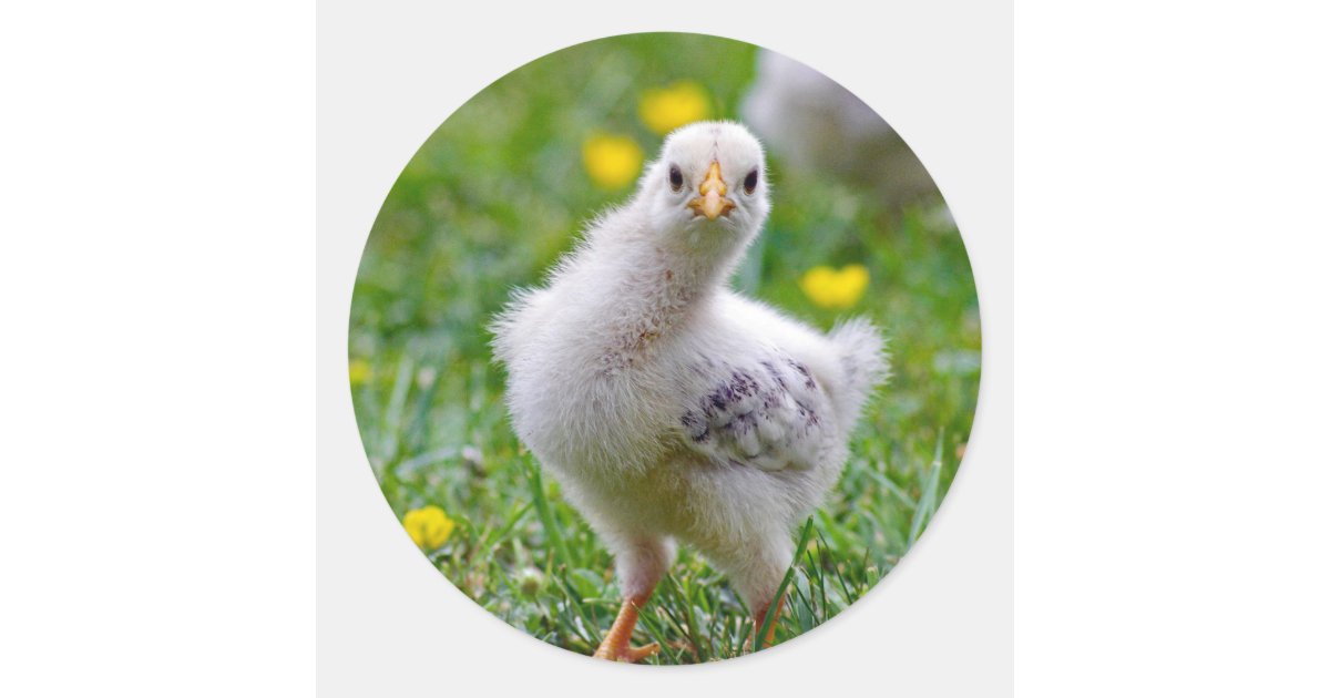 Chicken Baby Chick Photo Classic Round Sticker | Zazzle