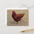 Chicken Photo Postcard | Zazzle