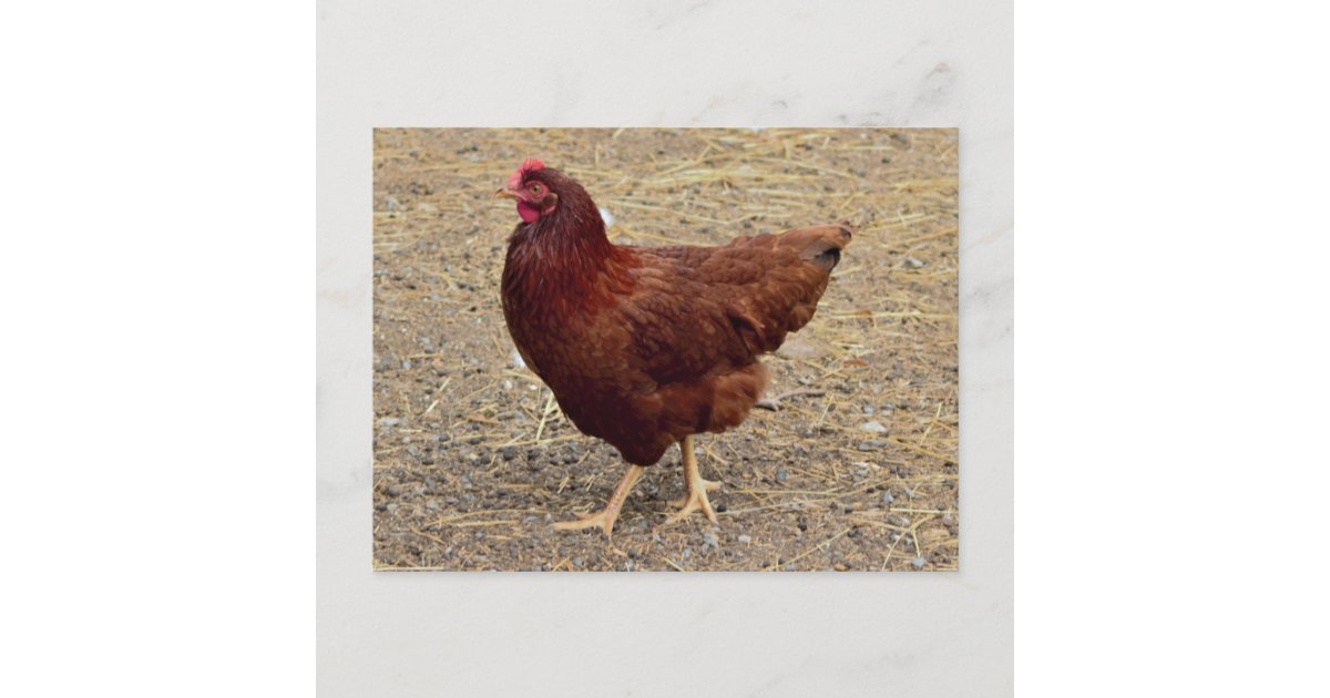 Chicken Photo Postcard | Zazzle