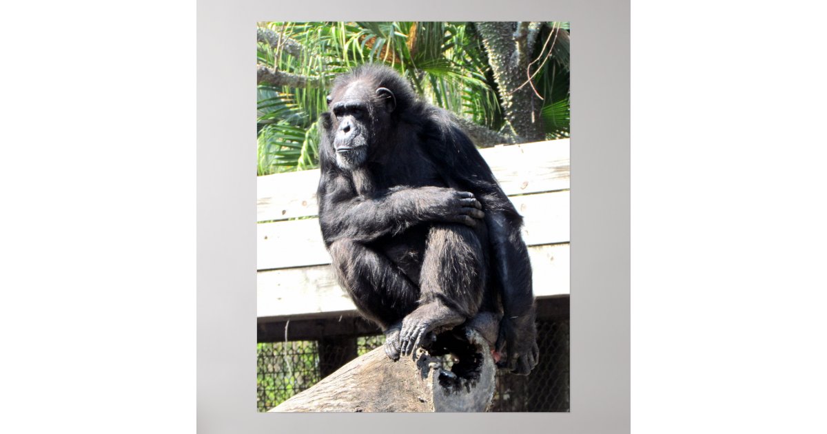 Chimpanzee Poster | Zazzle