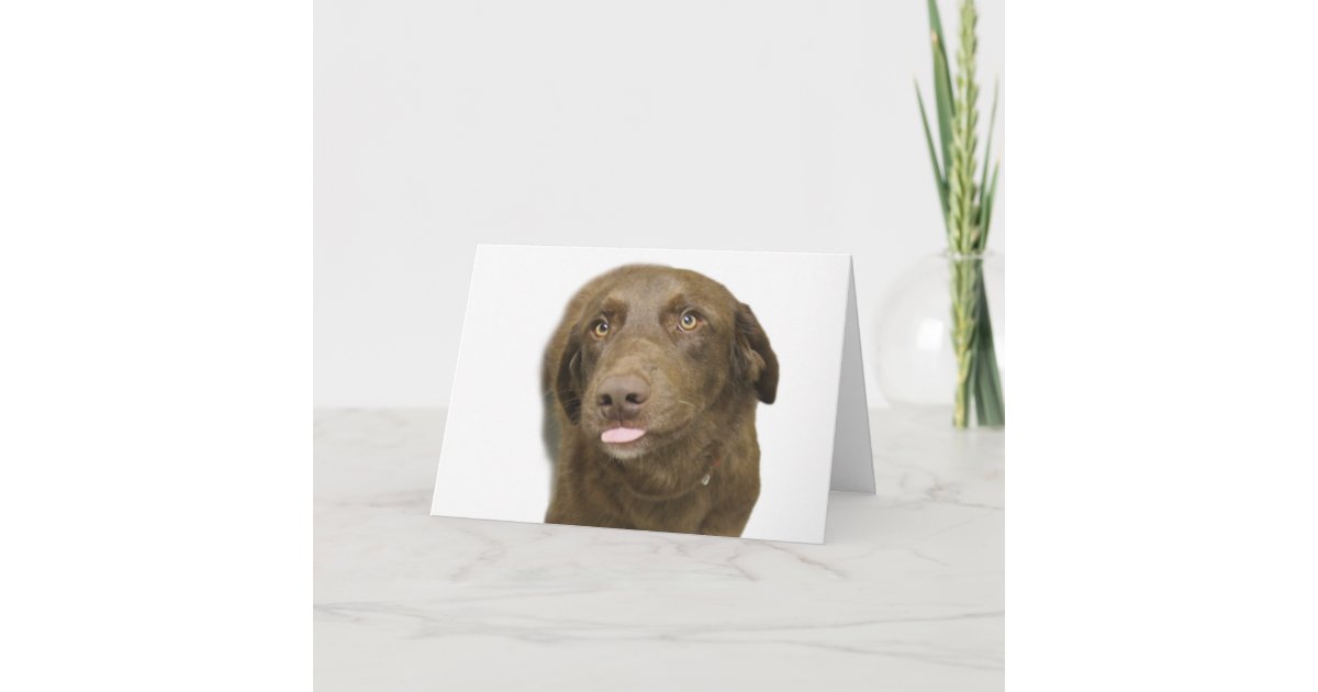 Chocolate Lab Birthday Card | Zazzle