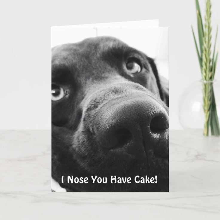 Chocolate Lab Birthday Greeting Card | Zazzle