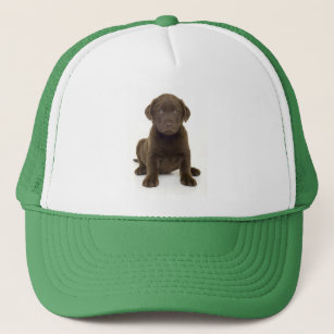 Chocolate Labrador Hats & Caps | Zazzle UK