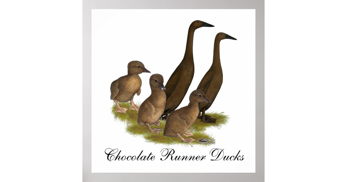 Chocolate Runner Duck Family Poster | Zazzle