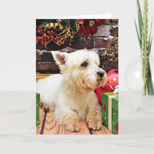 Westie Cards | Zazzle UK
