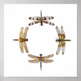 Dragonfly Posters | Zazzle.co.uk