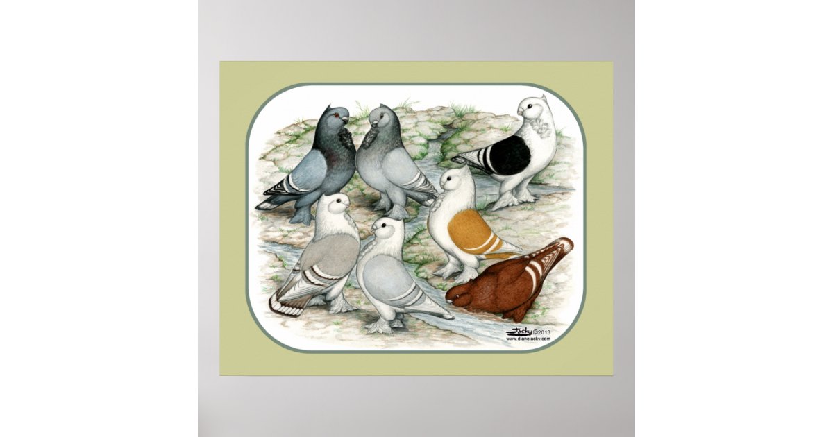 Classic Frill Barred Pigeons Poster | Zazzle