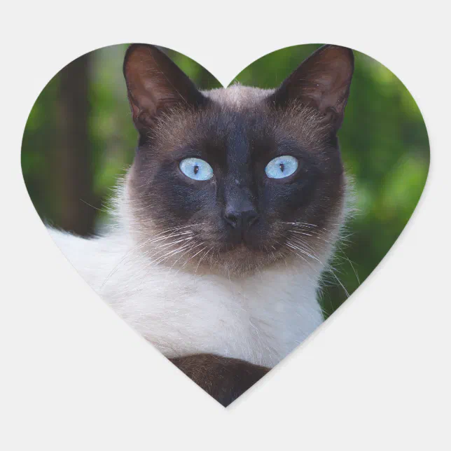 Close up of a Siamese Cat with Blue Eyes Heart Sticker | Zazzle