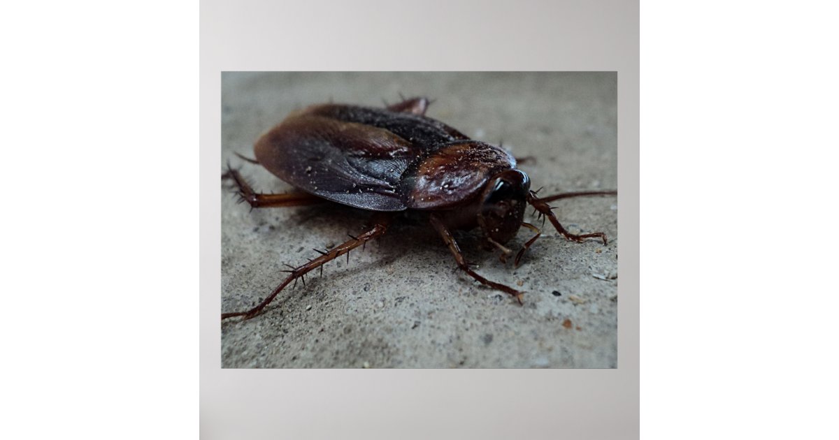 Cockroach Poster | Zazzle
