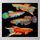 Colorful Killifish Poster | Zazzle