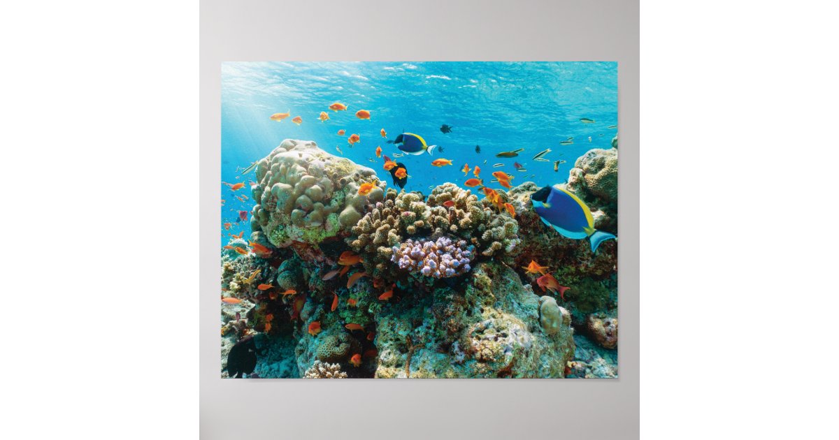 Colourful Coral Reef with Tropical Fishes Poster | Zazzle