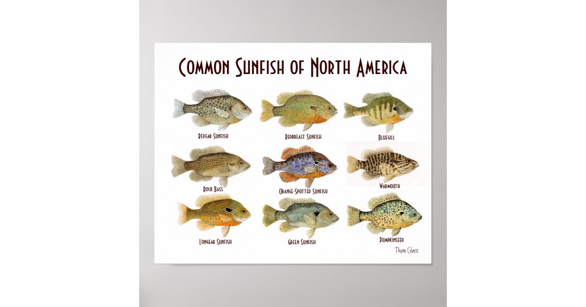 Common Sunfish Poster | Zazzle