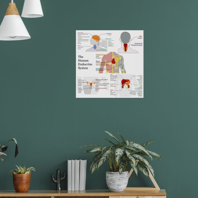 Complete Diagram Of The Human Endocrine System Poster