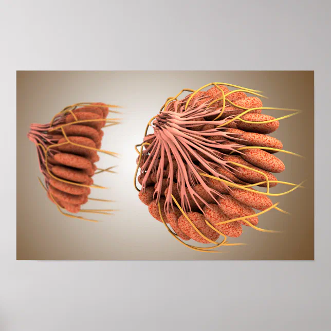 Conceptual Image Of Female Breast Anatomy 8 Poster | Zazzle