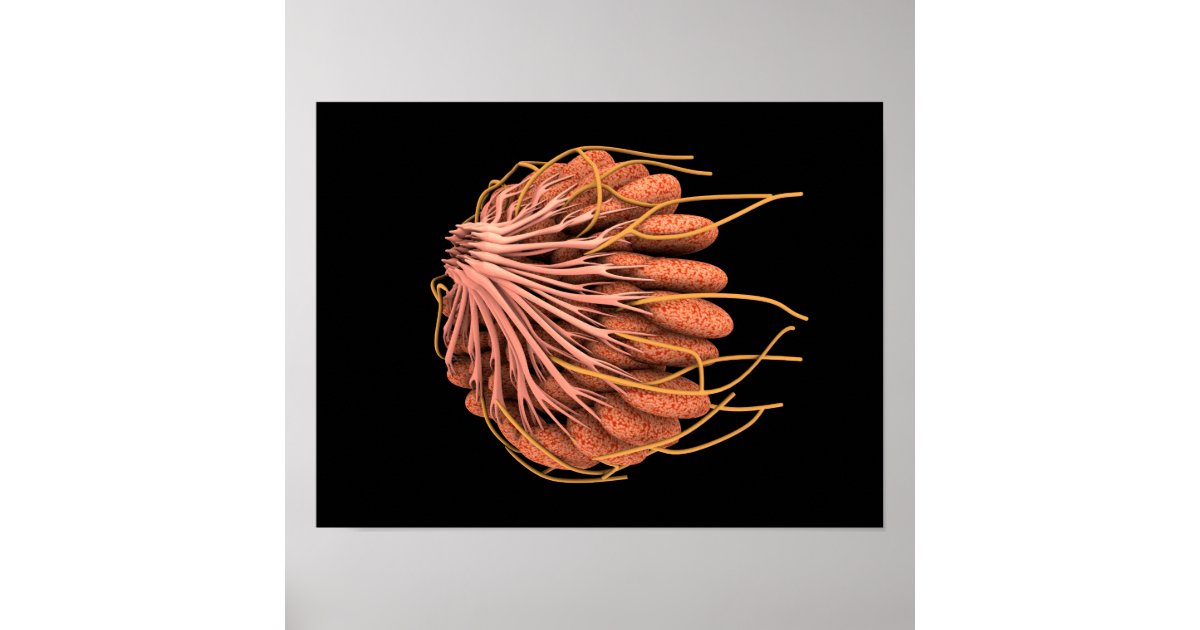 Conceptual Image Of Female Breast Anatomy Poster | Zazzle